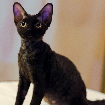 JIJI｜Fans’